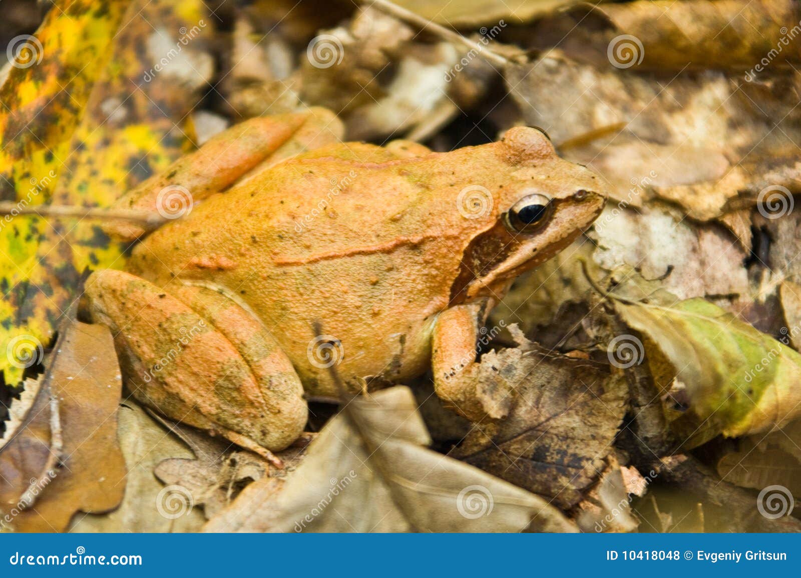 Crapaud de terre photo stock. Image du earthen, faune - 10418048