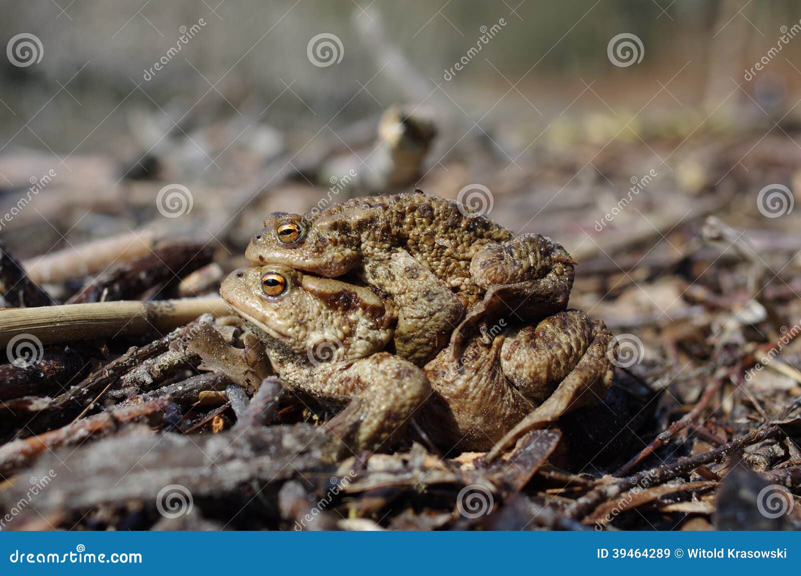 Crapaud Deux Brun De Accouplement Image stock - Image du animal ...