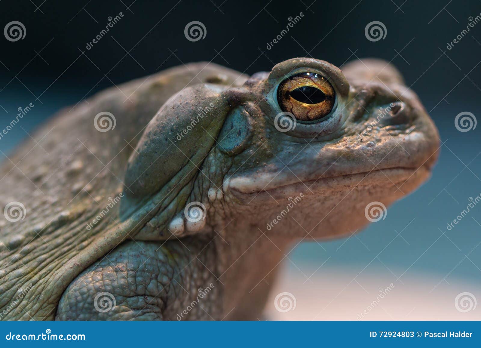 Crapaud Du Fleuve Colorado (Bufo Alvarius) Image stock - Image du faune ...
