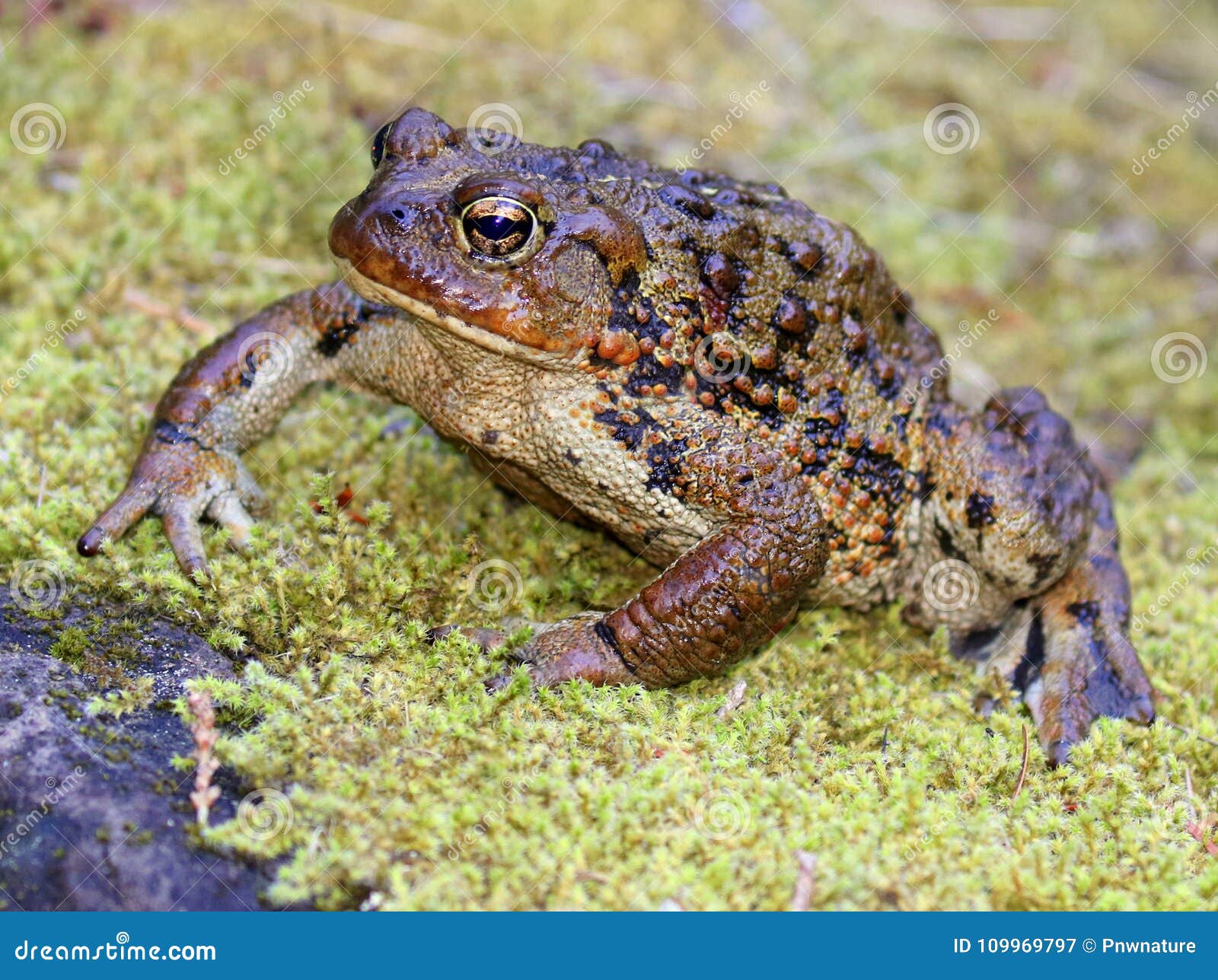 Crapaud occidental énorme image stock. Image du animal - 109969797