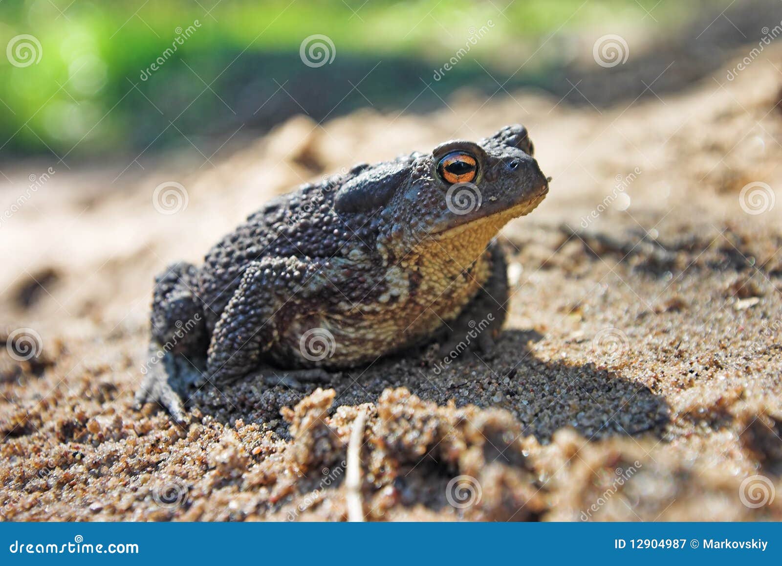 Crapaud sur le sable image stock. Image du normal, peau - 12904987