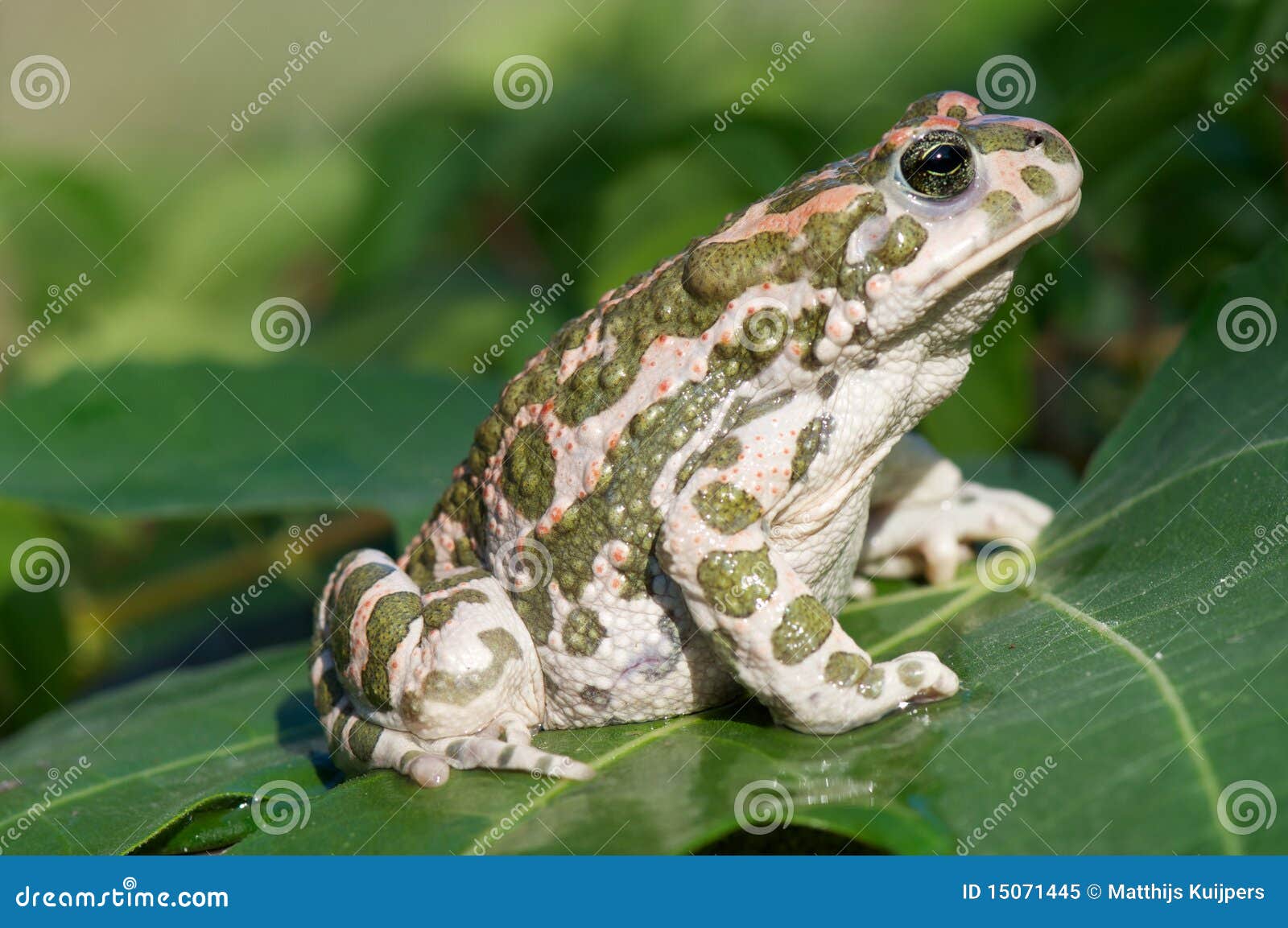 Crapaud vert image stock. Image du grenouille, dessert - 15071445