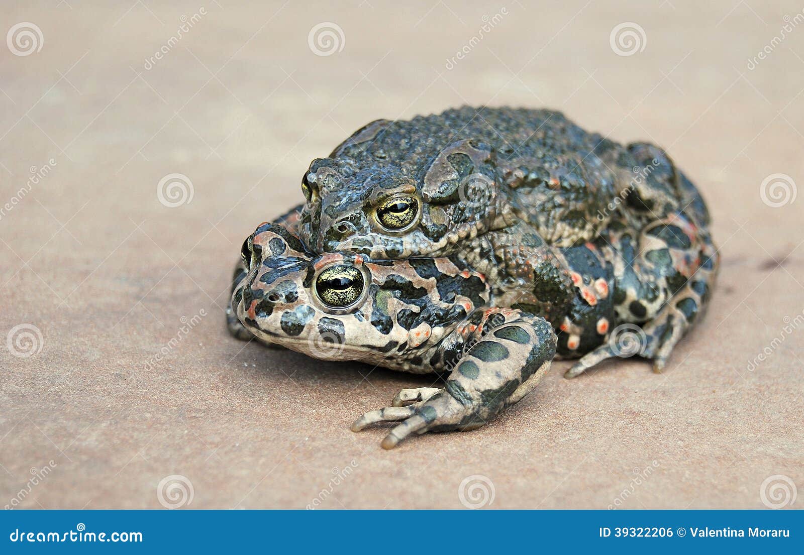 Crapaud Vert (viridis De Bufo) Photo stock - Image du doigts, coasser ...
