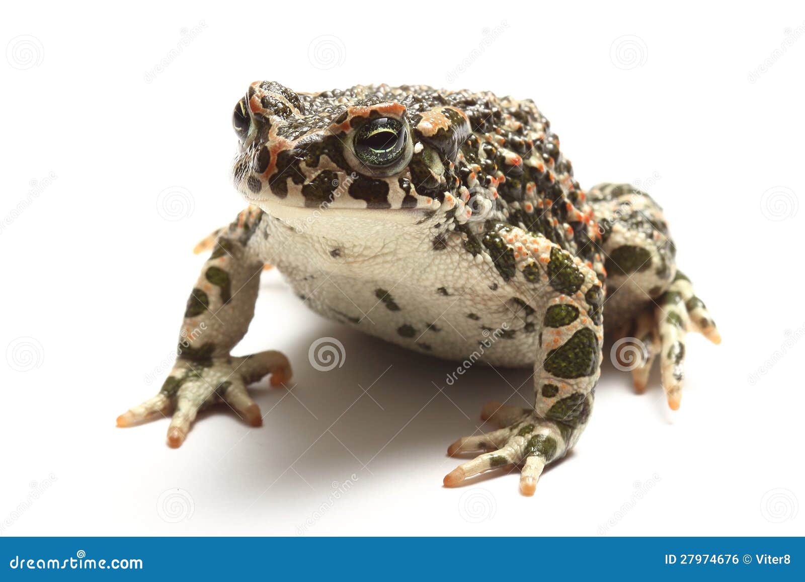Crapaud Vert (viridis De Bufo) Au-dessus De Blanc Photo stock - Image ...