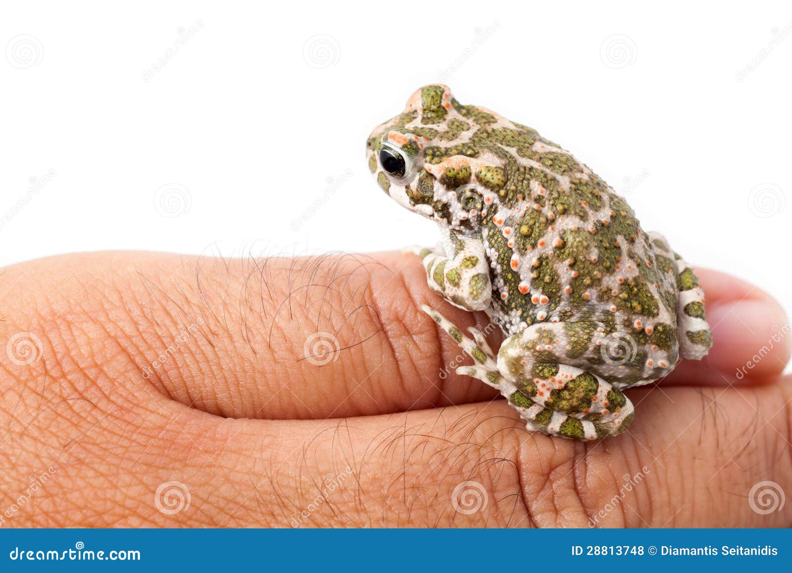 Crapaud Vert (viridis De Bufo) D'isolement Sur Le Fond Blanc Photo ...