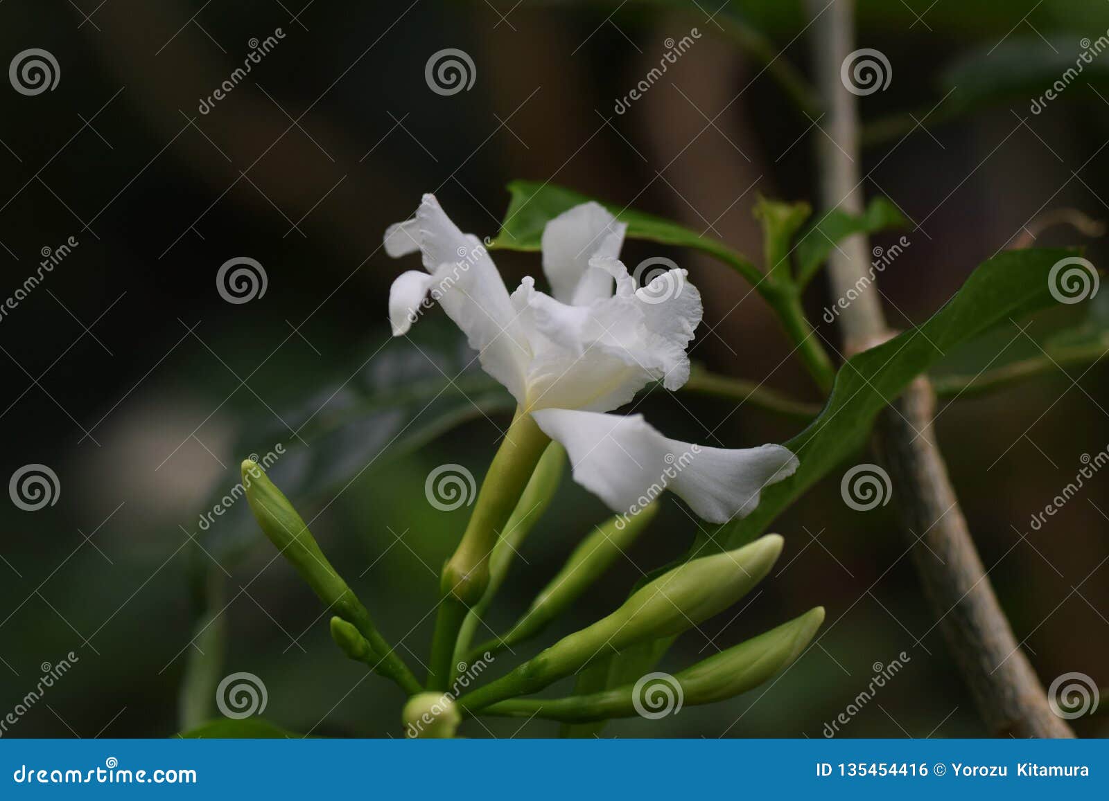 Crape jasmine flowers stock photo. Image of blooming - 135454416