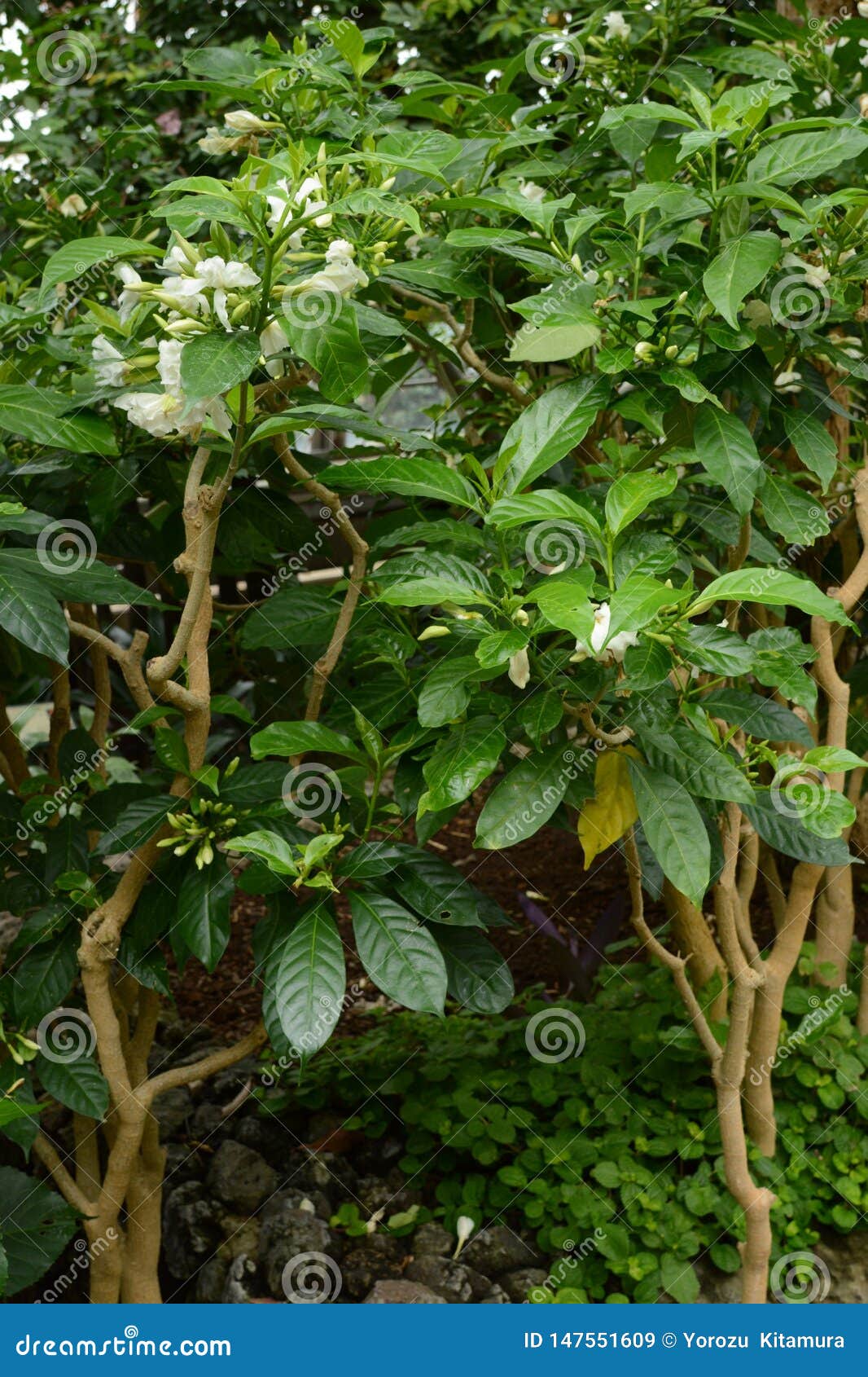 Crape jasmine flowers stock image. Image of common, divaricata - 147551609