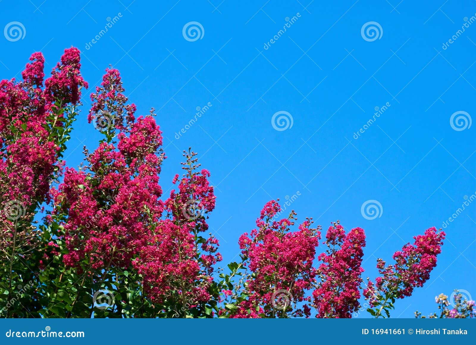 Crape myrtle stock image. Image of flowerbed, indica - 16941661