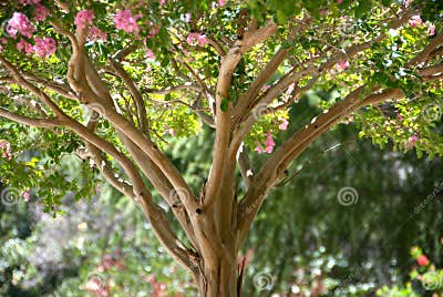 Crape Myrtle stock image. Image of green, myrtle, crape - 3300689