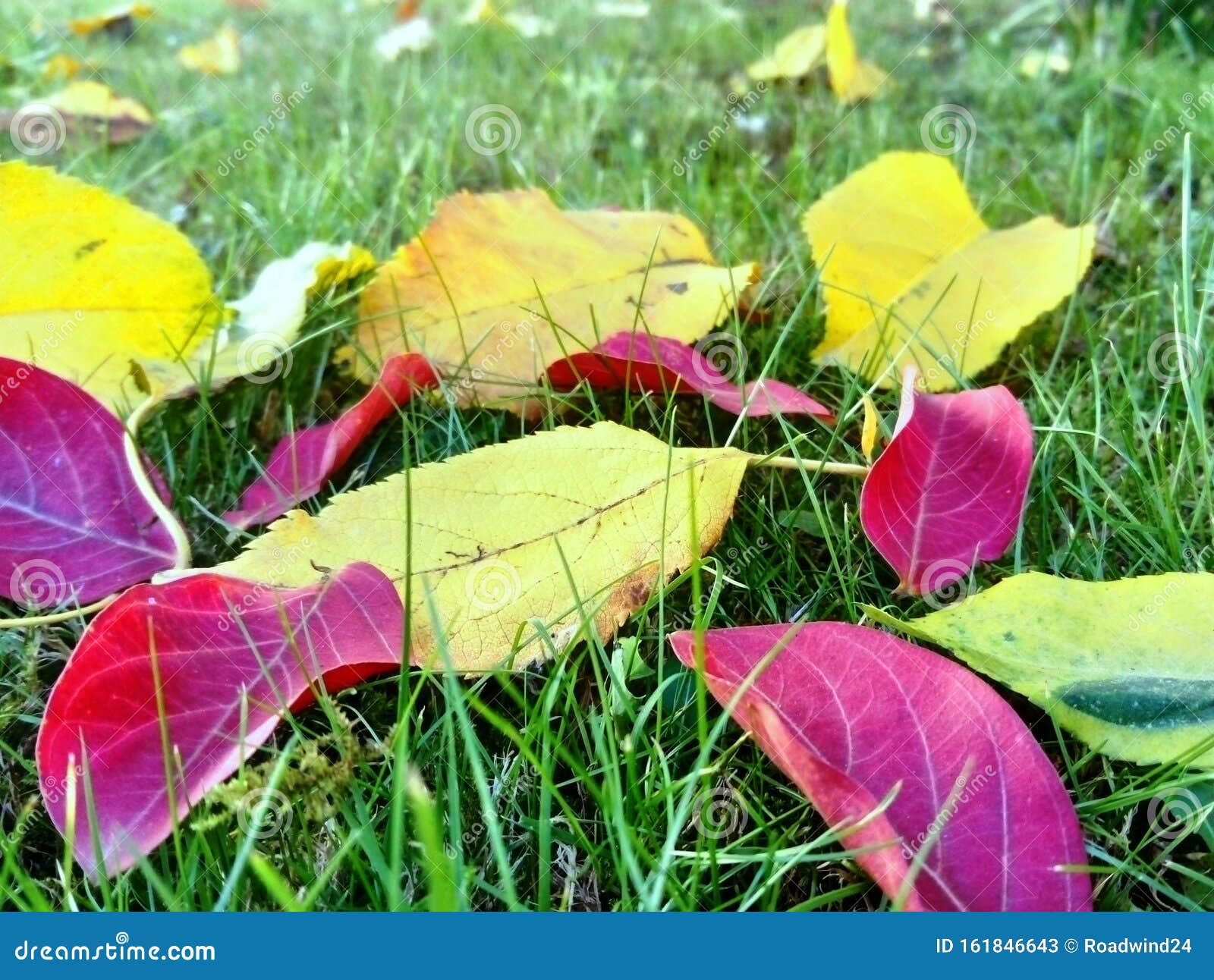 Crape Myrtle and Apple Fall Leaves Stock Image - Image of foliage, fall ...