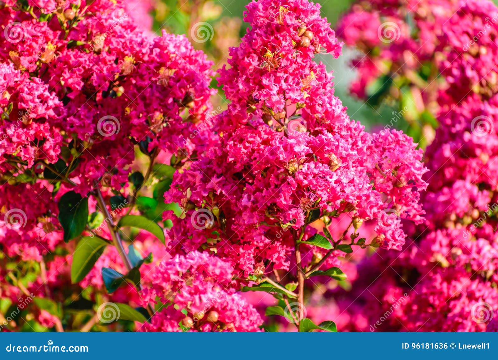 Pink Myrtle Flowers Royalty-Free Stock Photography | CartoonDealer.com ...