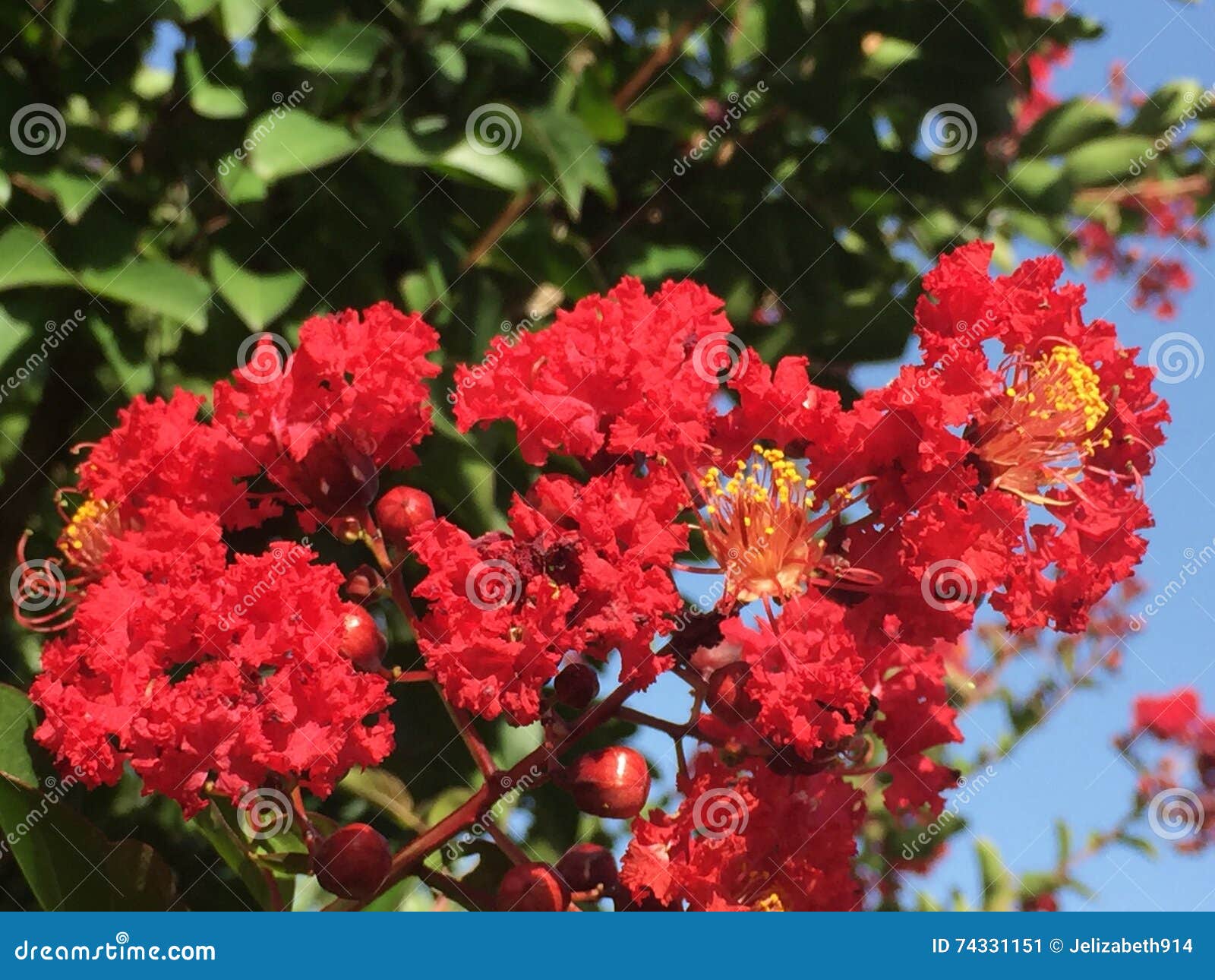 Crape Myrtle Blossom stock image. Image of myrtle, blossom - 74331151