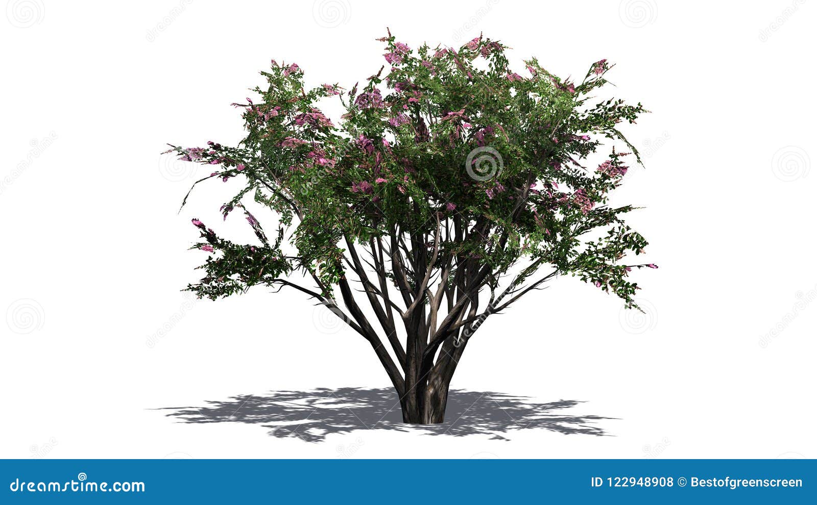 Crape Myrtle Fruit Vector Repeat Pattern | CartoonDealer.com #202492913