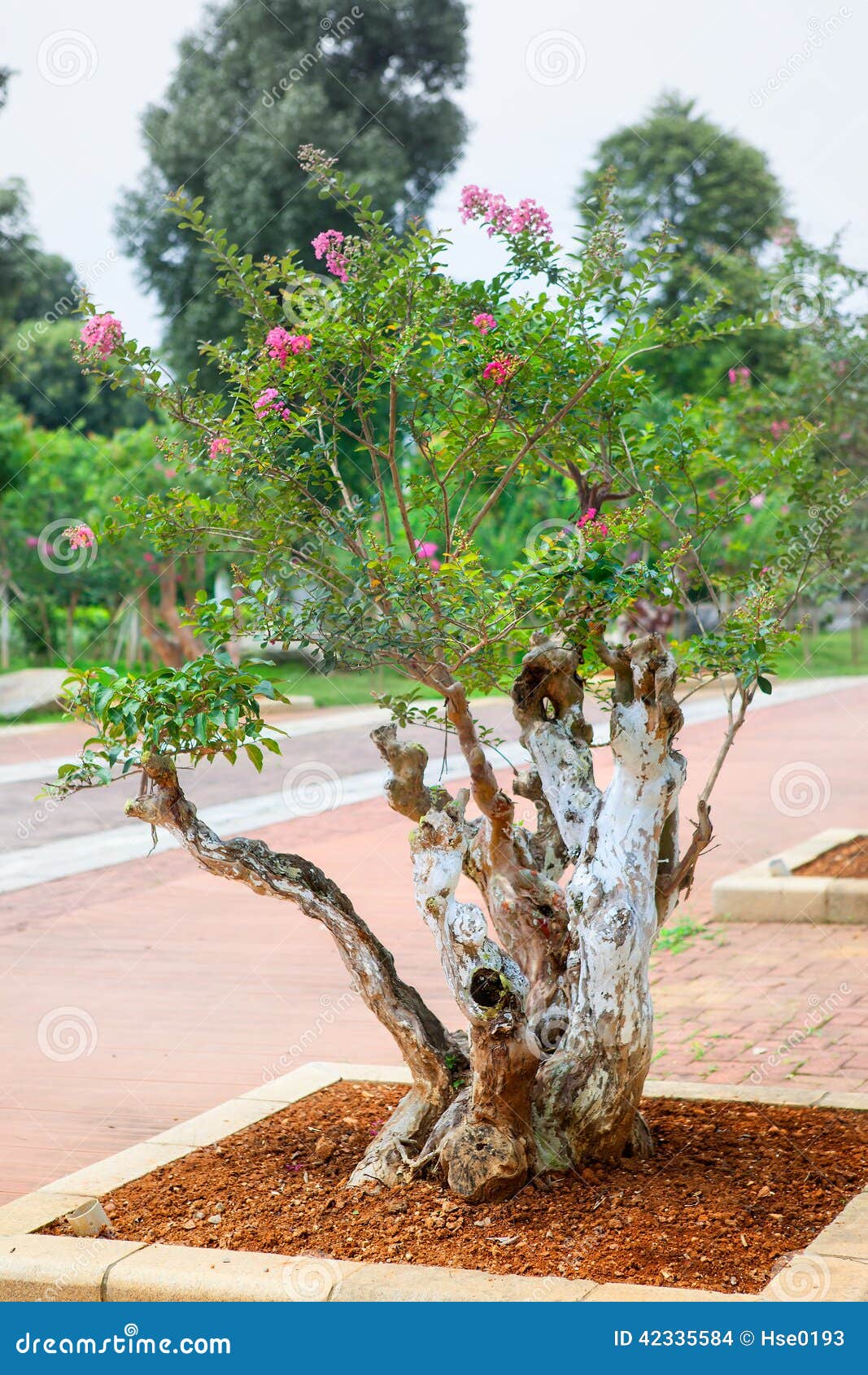 Crape myrtle bonsai tree stock photo. Image of pink, indica - 42335584