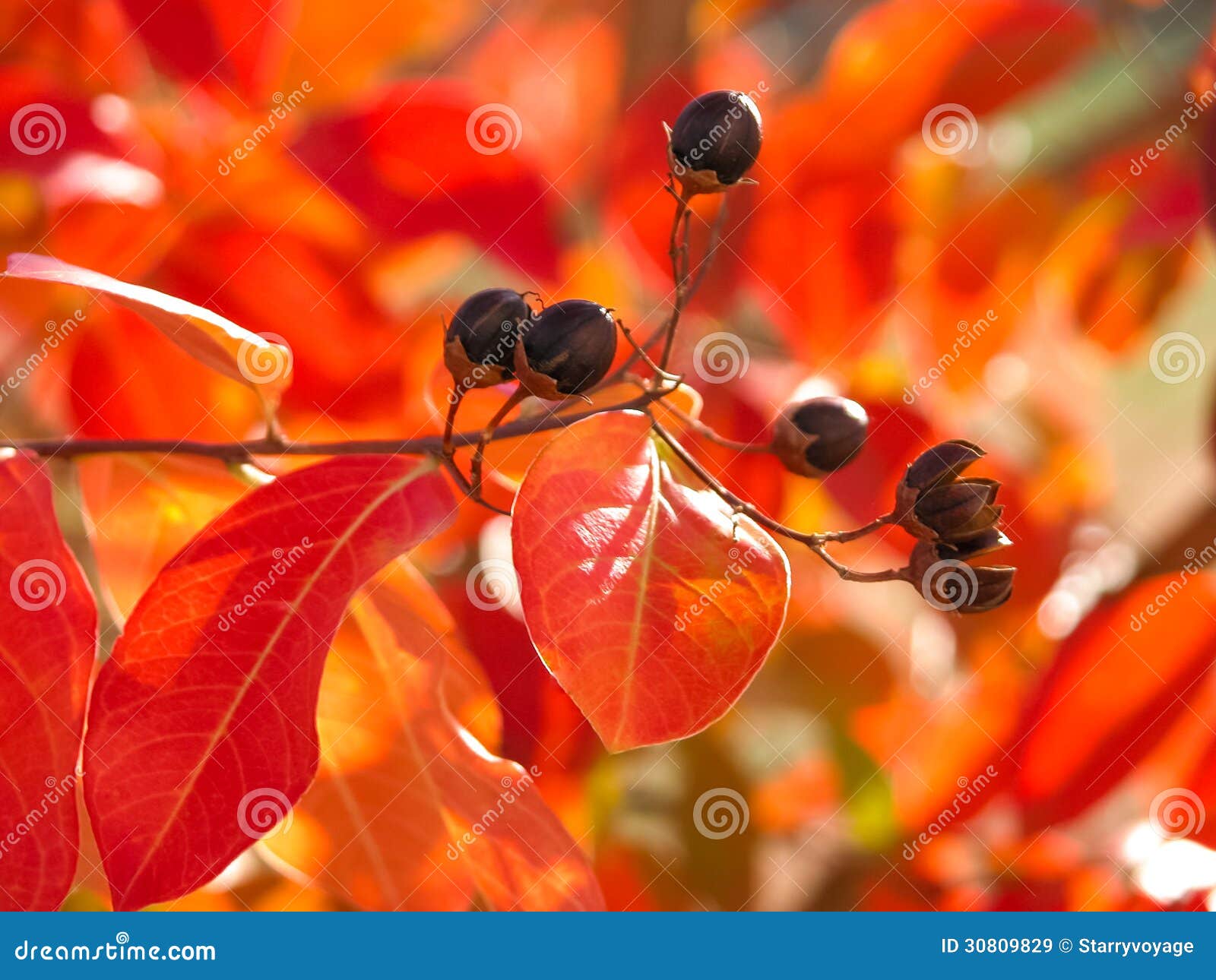Crape Myrtle in Fall stock image. Image of texture, trees - 30809829