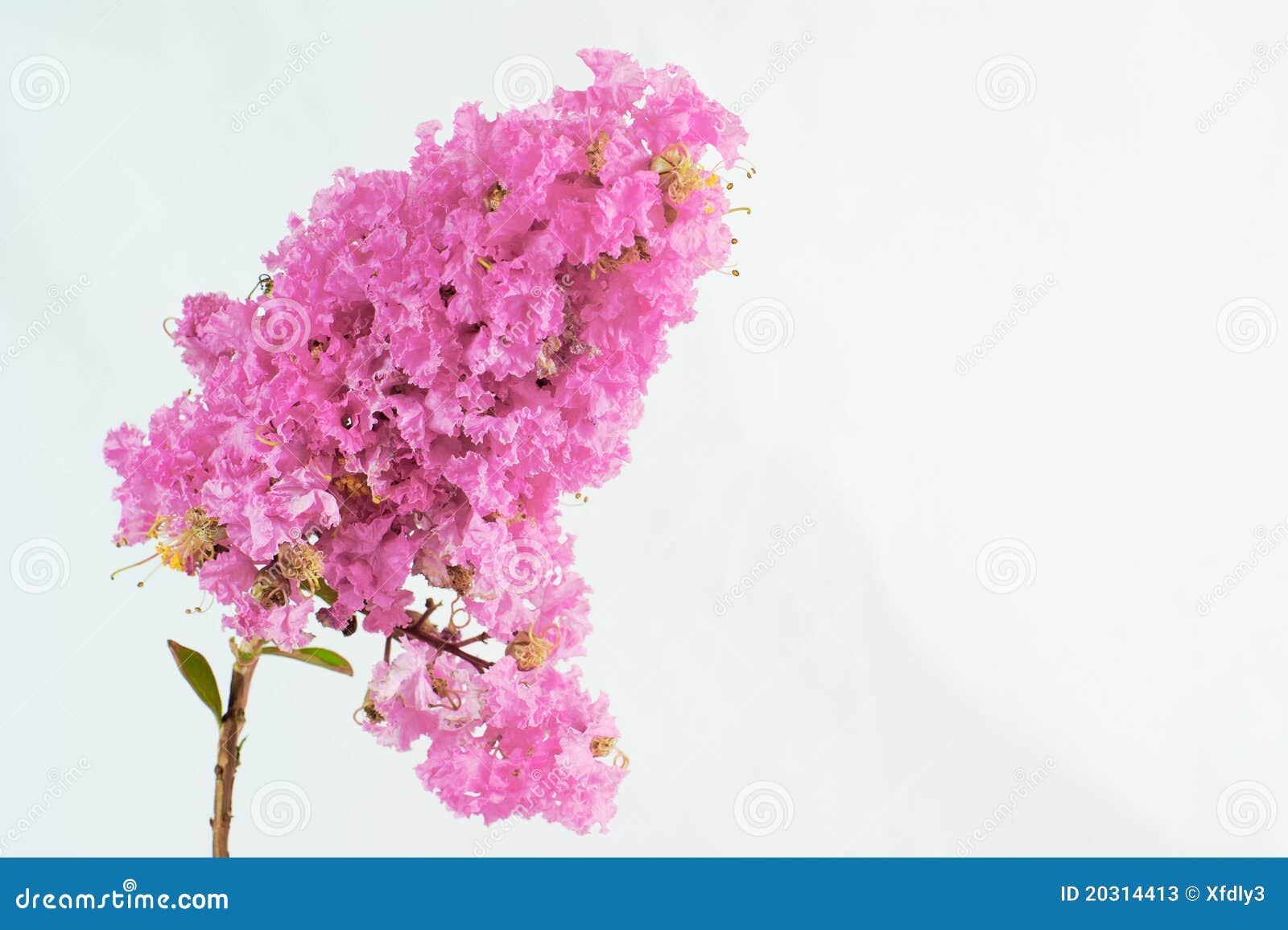 Crape Myrtle Tree Lagerstroemia Indica Flowering In Italy Royalty-Free ...