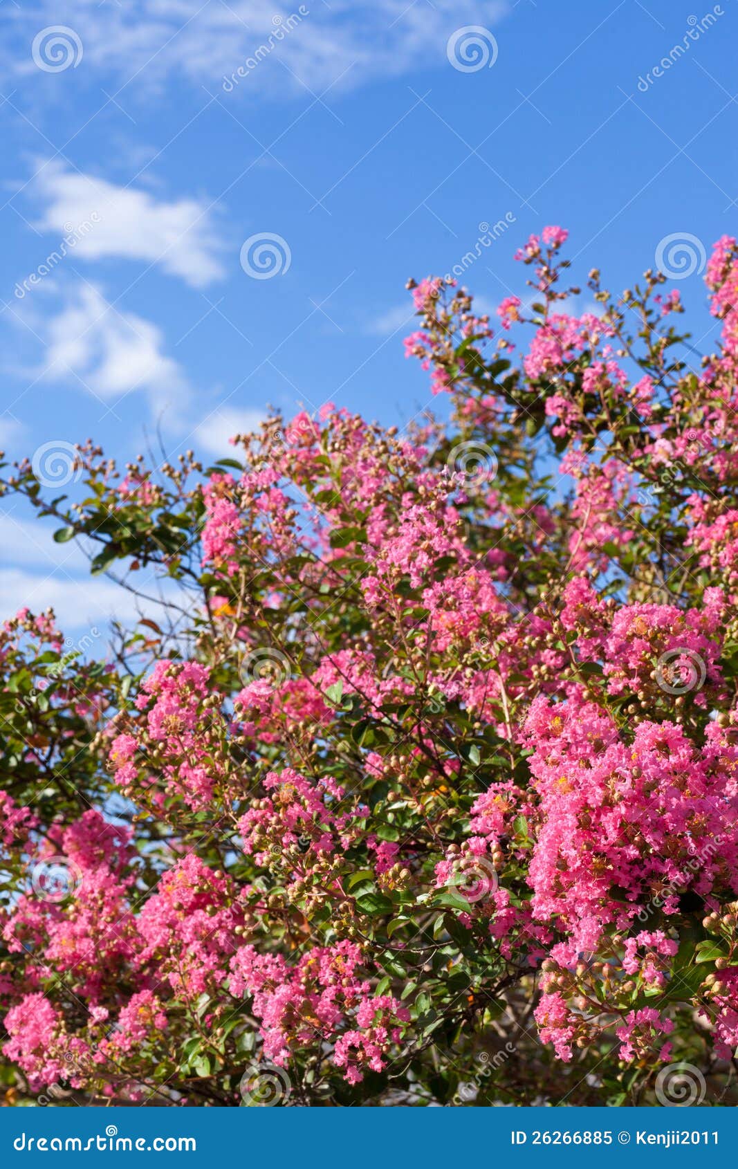 Crape Myrtle Flower and the Blue Sky Stock Image - Image of environment ...