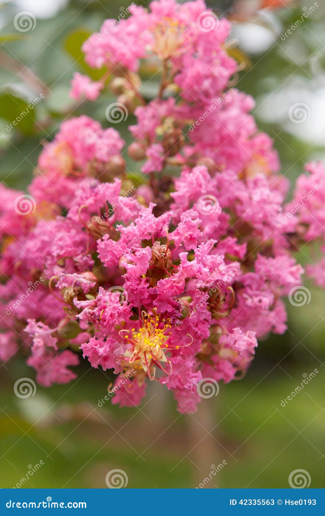 Crape myrtle flower stock image. Image of jakaranda, details - 42335563