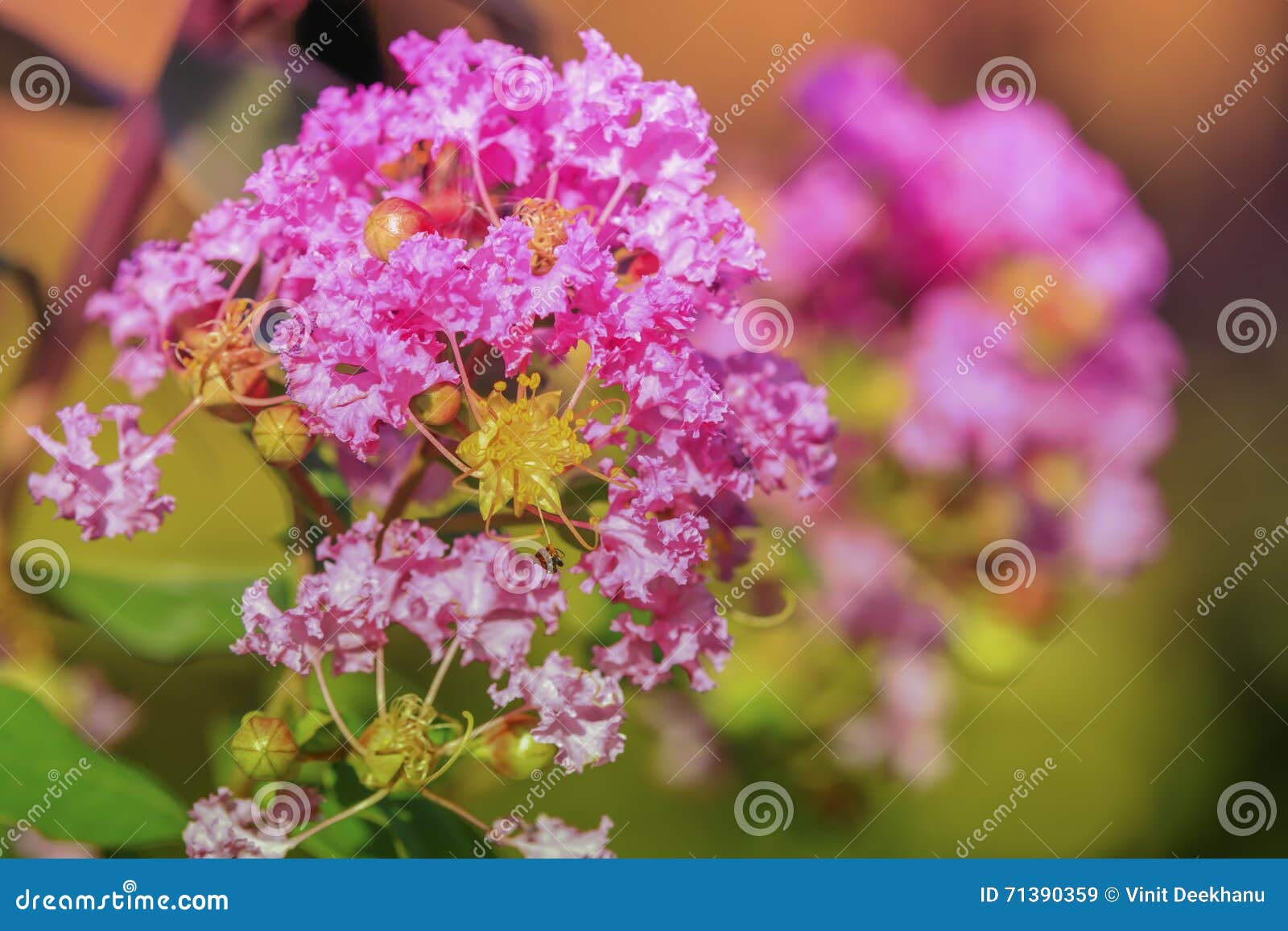 Crape myrtle flower stock image. Image of pink, petal - 71390359