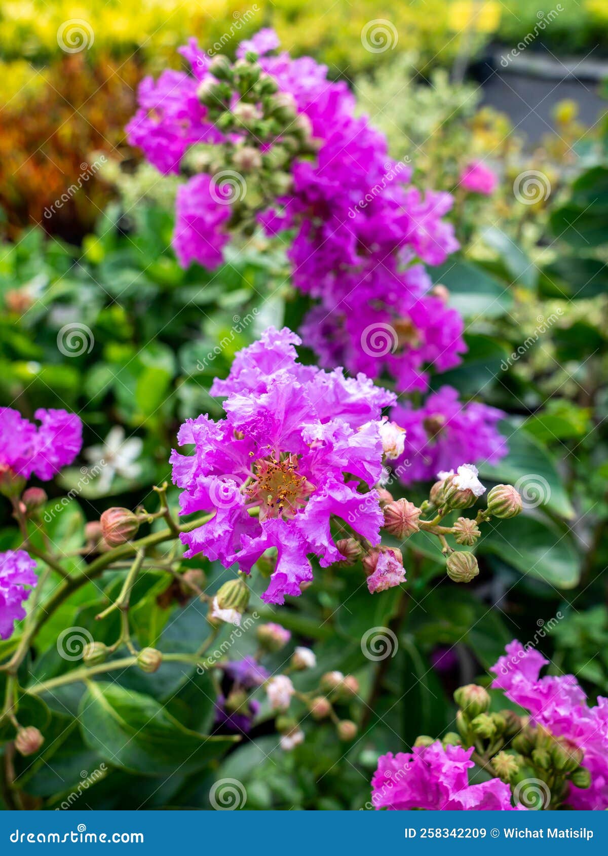 Crape Myrtle Flowers Blooming Stock Image - Image of garden, leaf ...