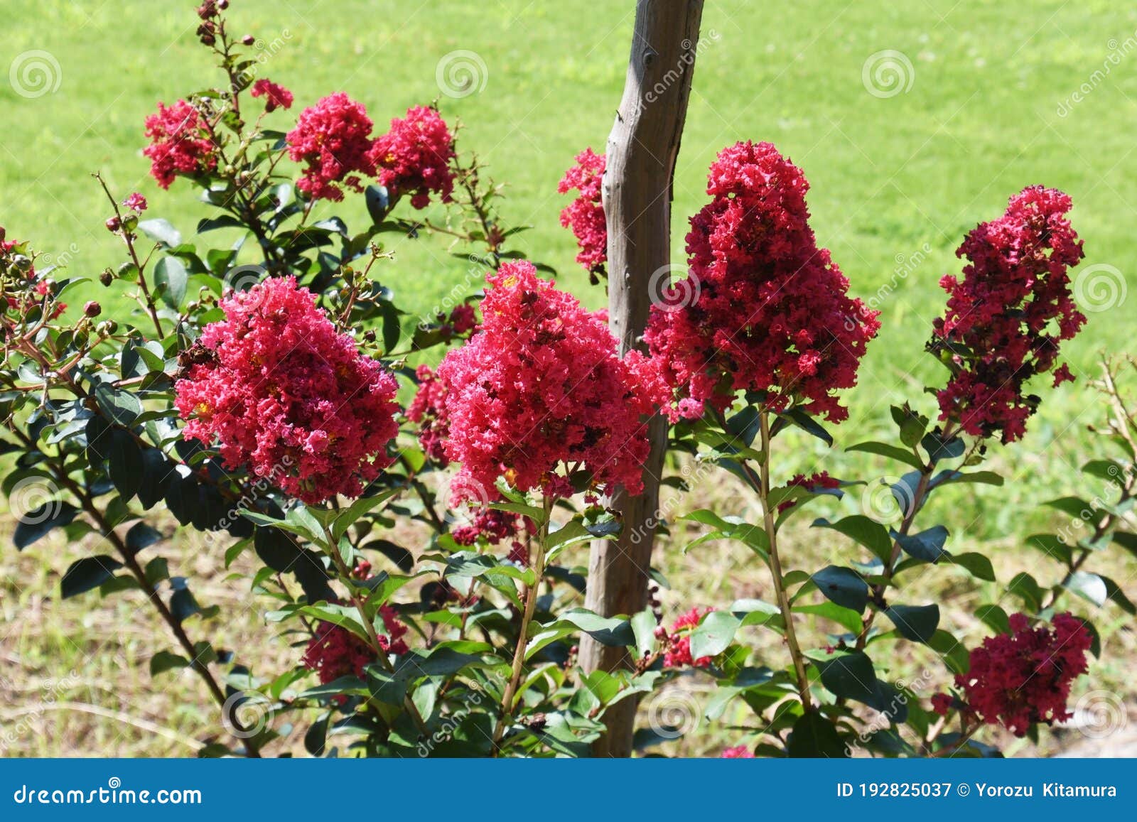 Crape myrtle flowers stock image. Image of lythraceae - 192825037