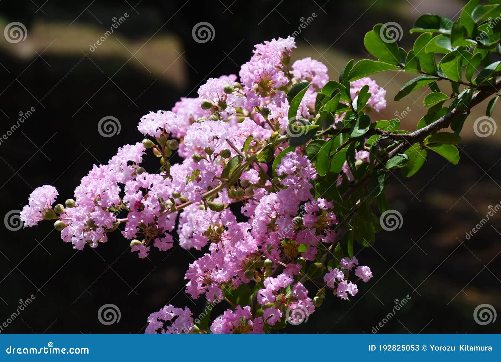 Crape myrtle flowers stock image. Image of purple, japan - 192825053