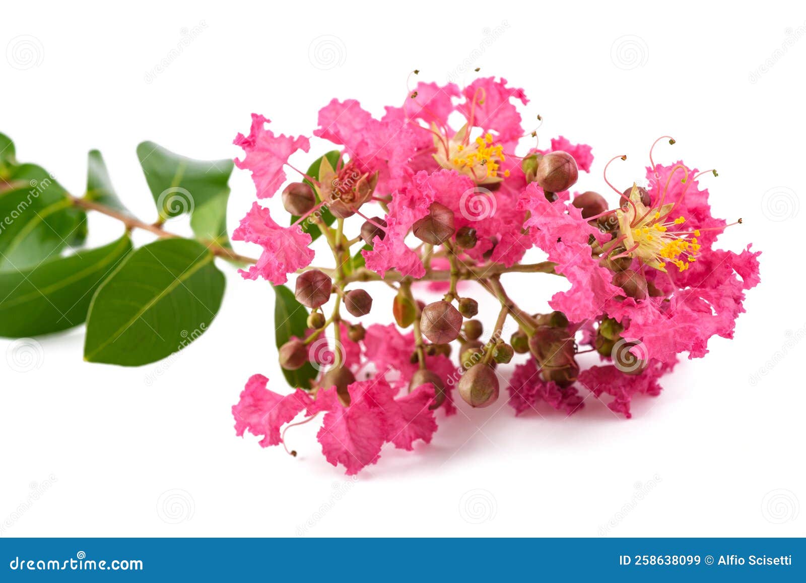 Crape myrtle flowers stock image. Image of natural, botanic - 258638099