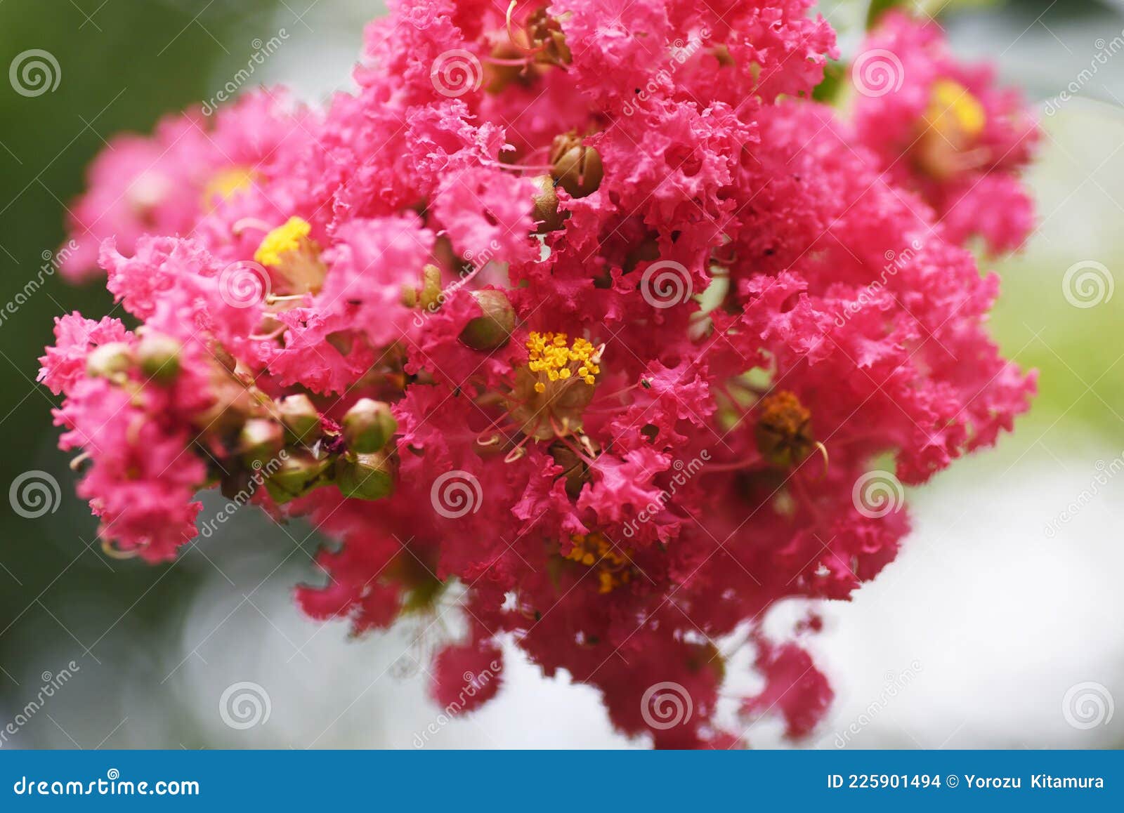 Crape myrtle flowers. stock photo. Image of lythraceae - 225901494