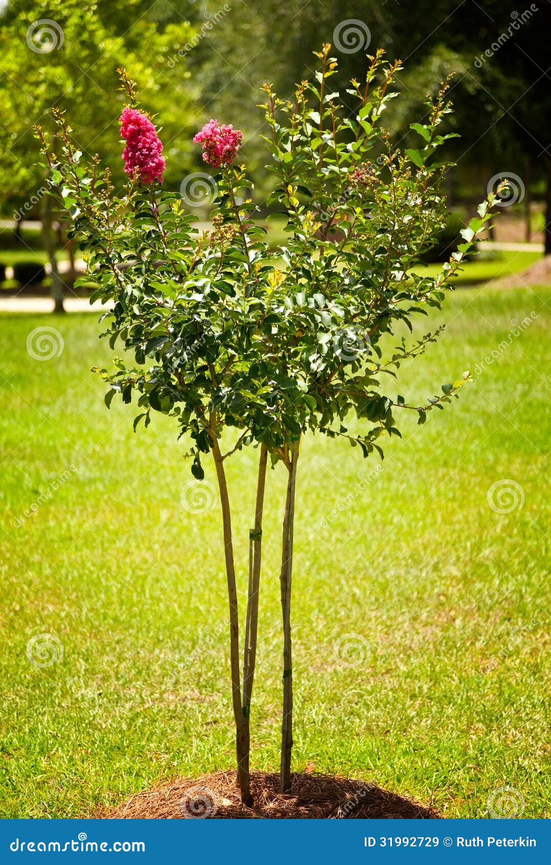 Crape Myrtle Tree Royalty-Free Stock Photo | CartoonDealer.com #31992729