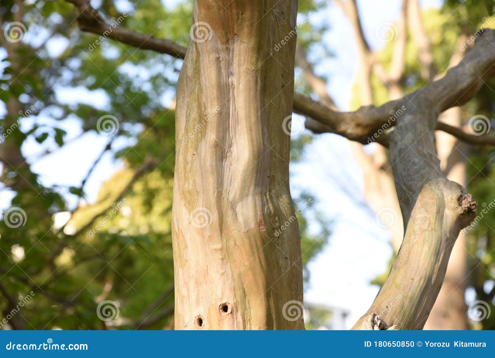 Crape Myrtle Trunk and Bark Stock Photo - Image of spots, natural ...