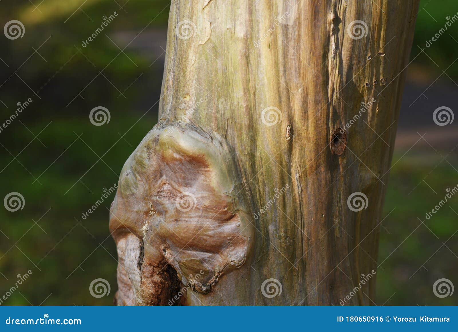 Crape Myrtle Trunk and Bark Stock Photo - Image of kanagawa, crêpe ...