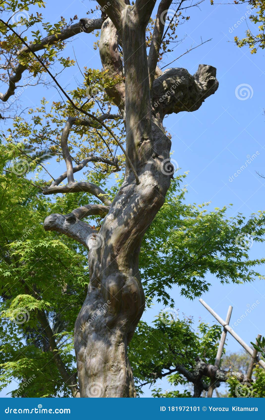 Crape Myrtle Trunk and Bark Stock Image - Image of crape, bright: 181972101