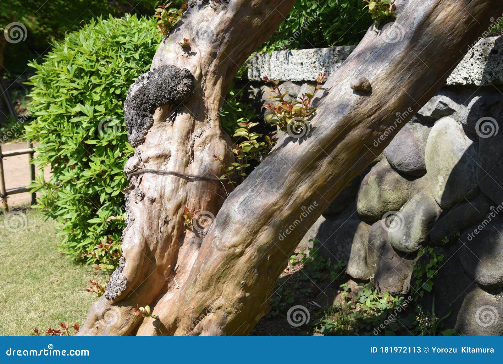 Crape Myrtle Trunk and Bark Stock Image - Image of deciduous, kanagawa ...