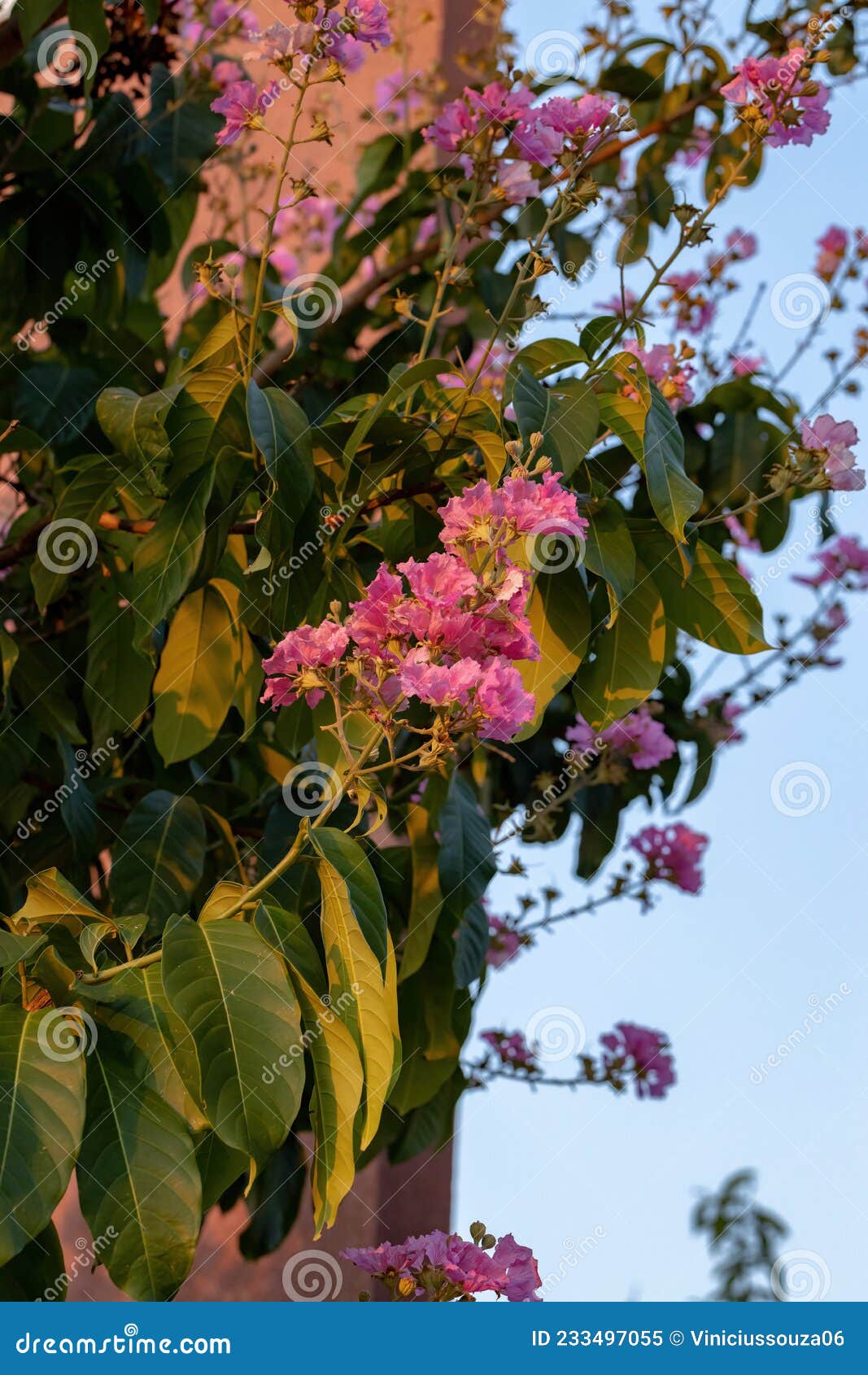 Crape-Myrtles Tree with Flowers Stock Image - Image of magnoliopsida ...