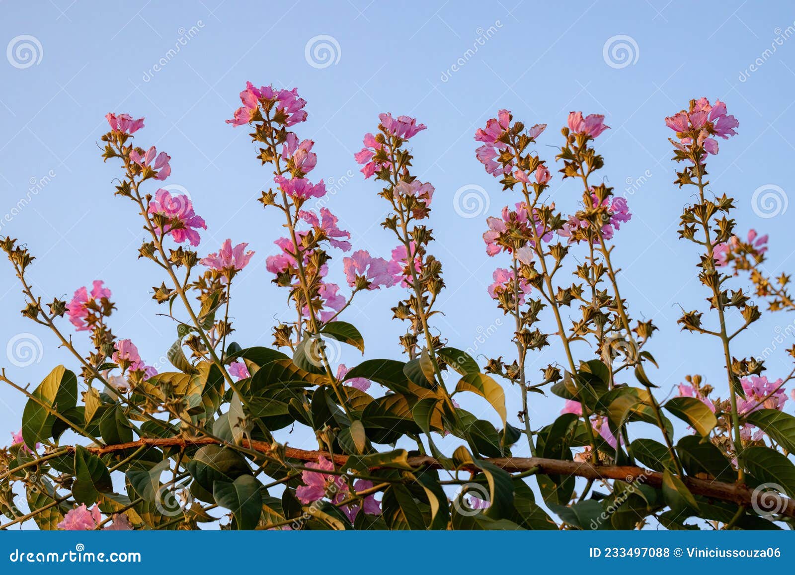 Crape-Myrtles Tree with Flowers Stock Photo - Image of angiospermae ...