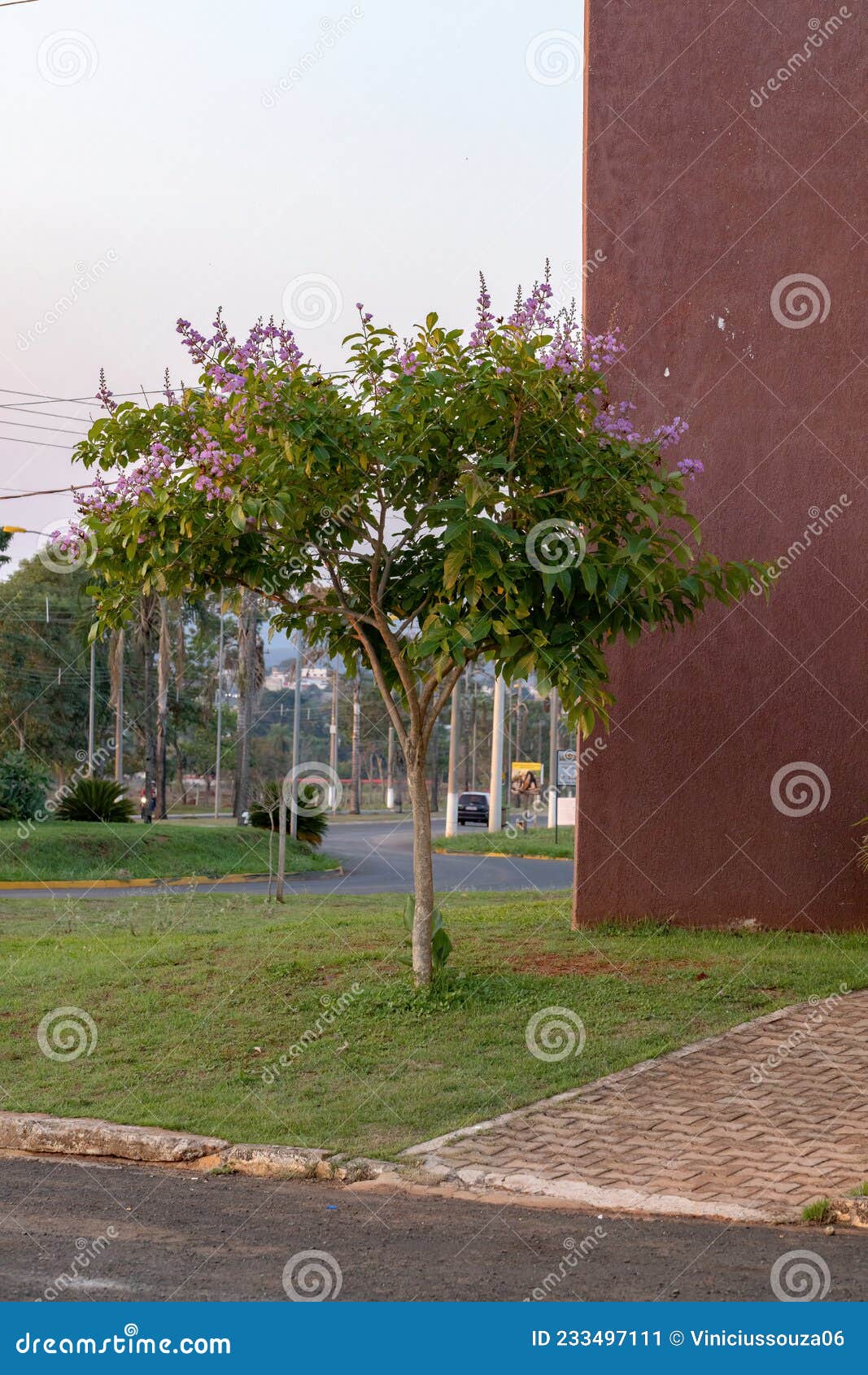 Crape-Myrtles Tree with Flowers Stock Image - Image of branch ...