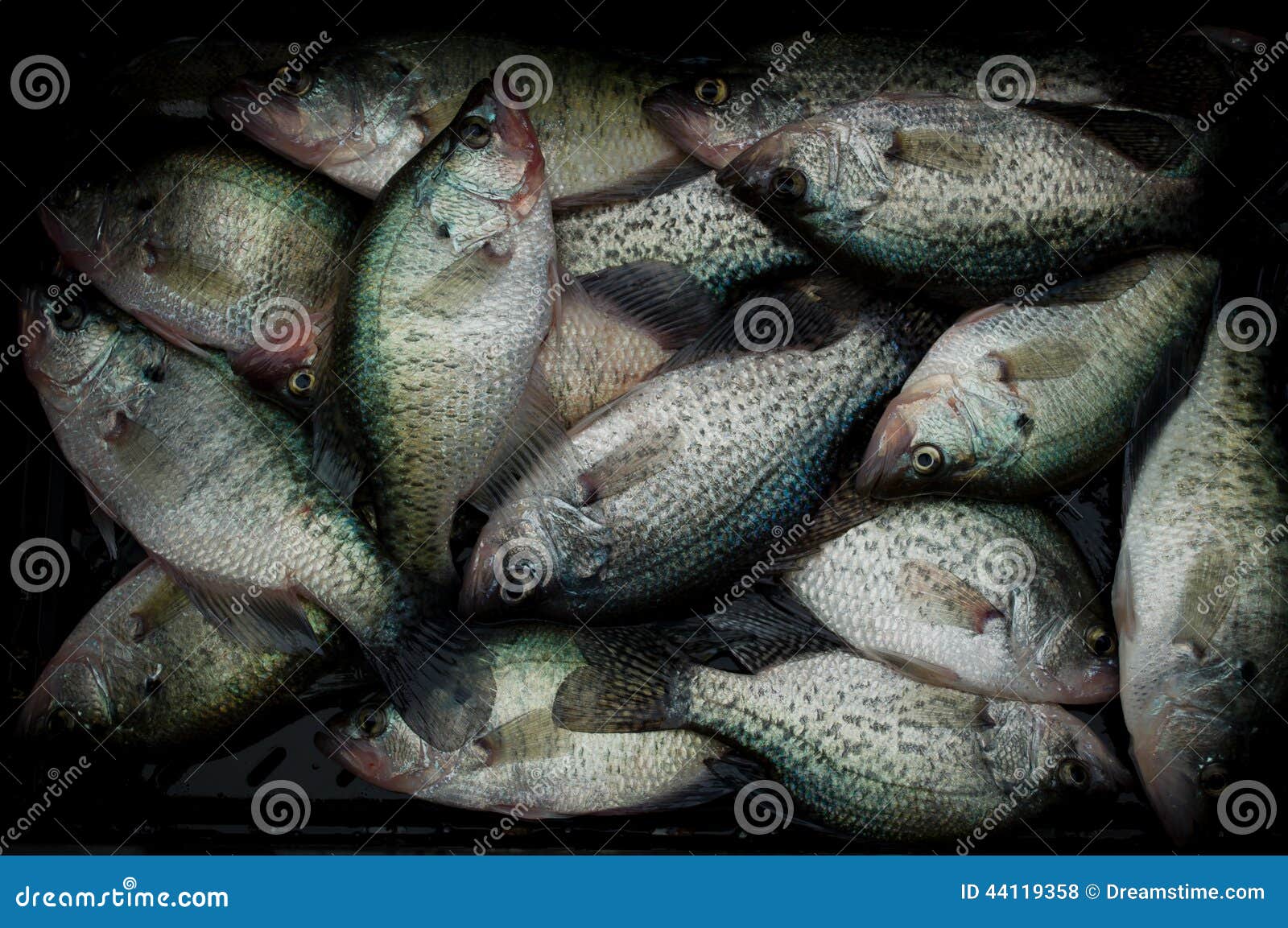 Crapet photo stock. Image of poissons, attrapé, brillant - 44119358