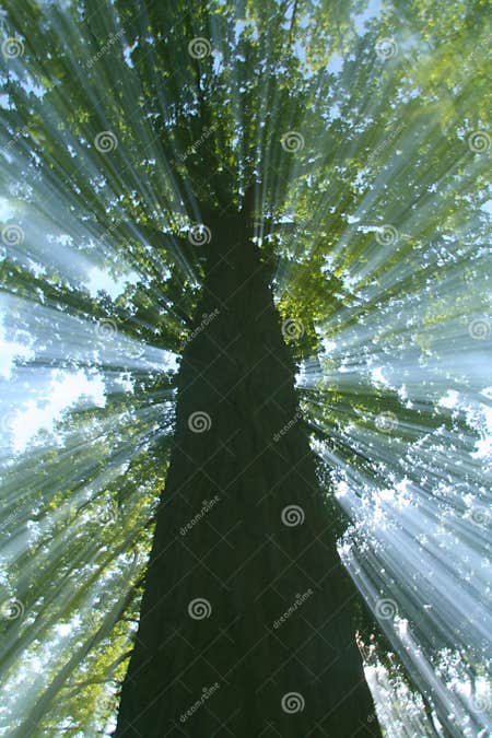 Crash zoom tree stock photo. Image of beautiful, activity - 7813242