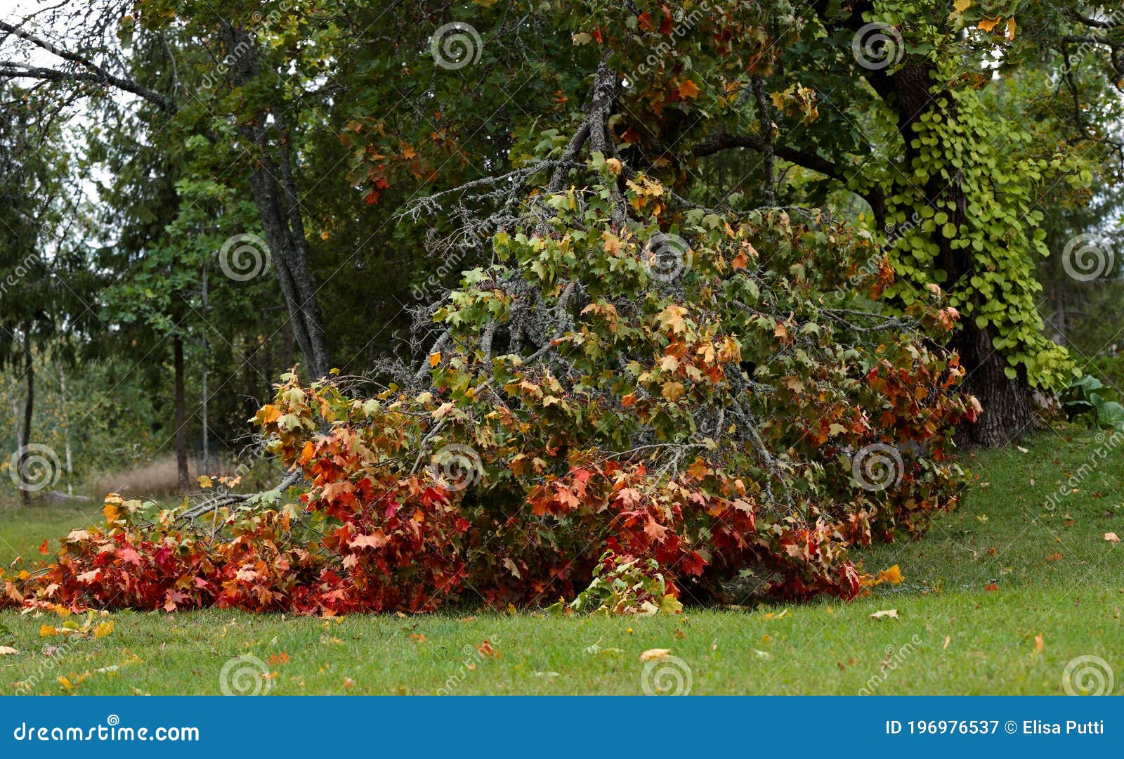 Crashed Maple Tree Branch Hanging on the Ground Stock Image - Image of ...