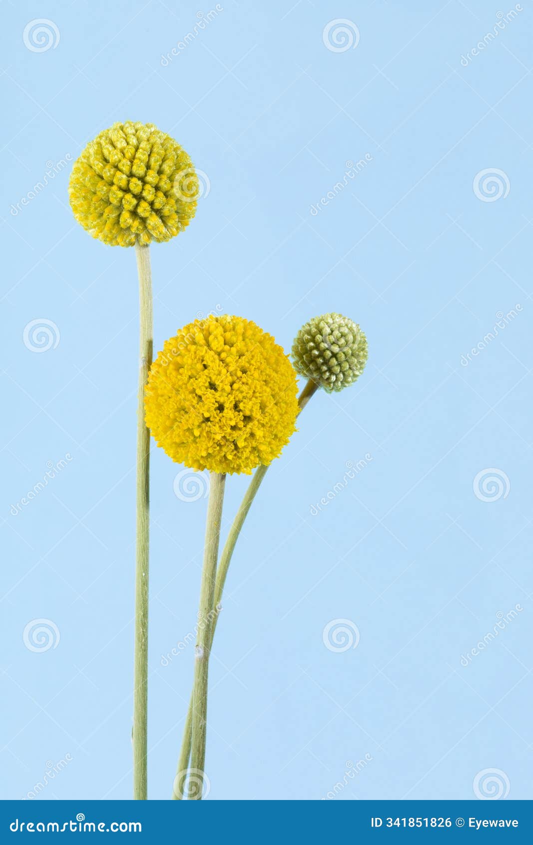 Drumstick Flower Blossoms, Craspedia Globosa, Sky Blue Background Stock ...