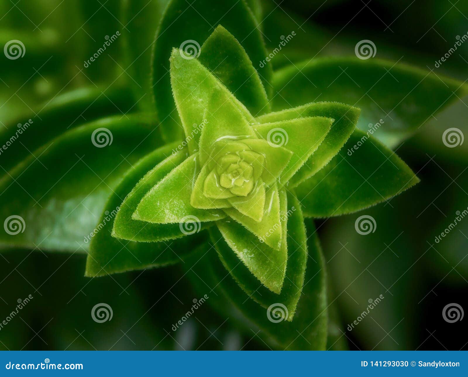 Crassula Capitella stock photo. Image of rain, angiosperms - 141293030