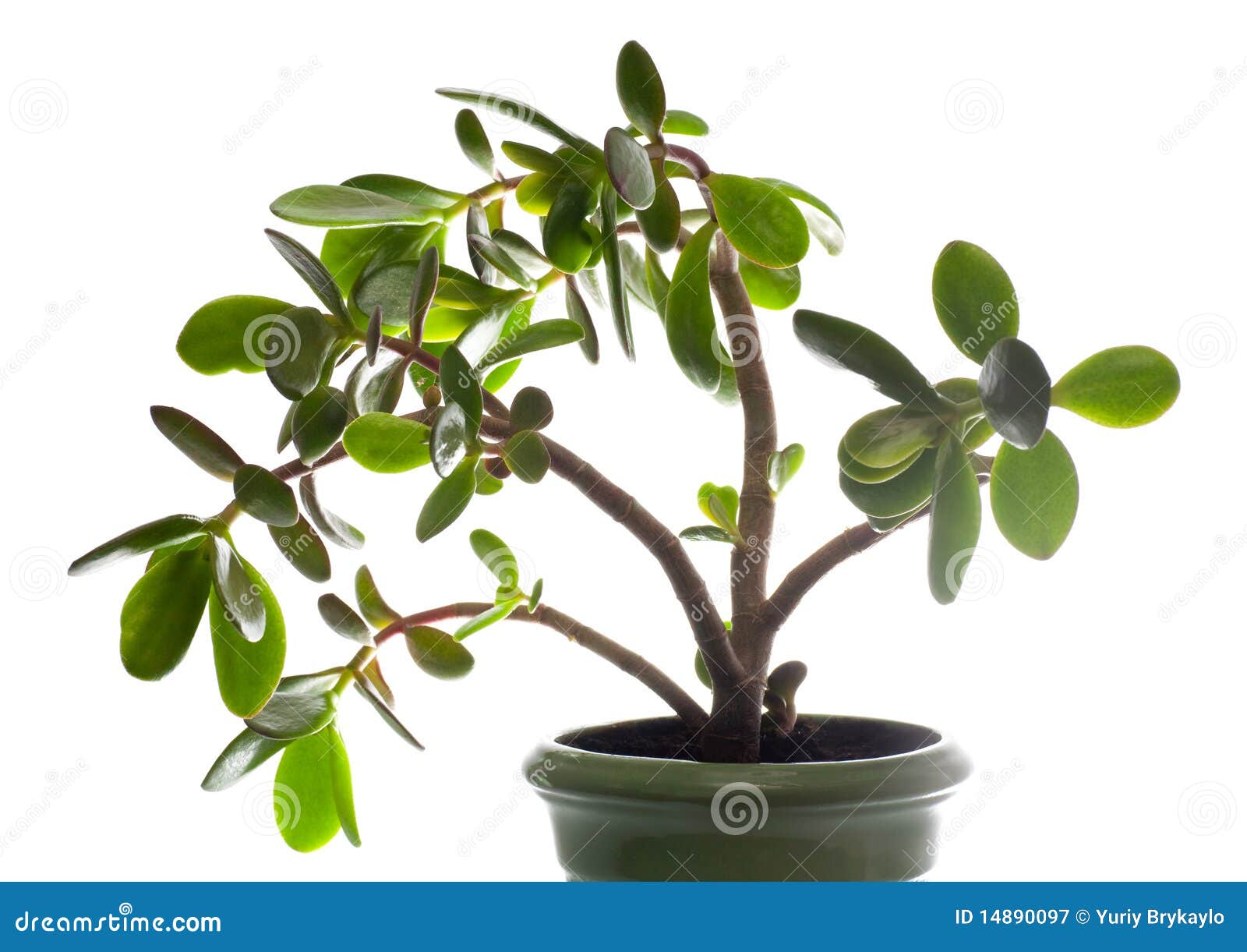 Crassula (dollar Tree) Plant Isolated on White. Stock Image - Image of ...