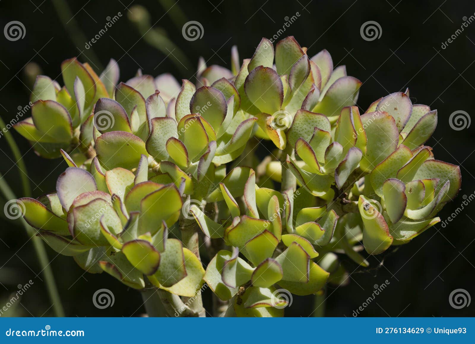Crassula fat plant foliage stock image. Image of succulent - 276134629