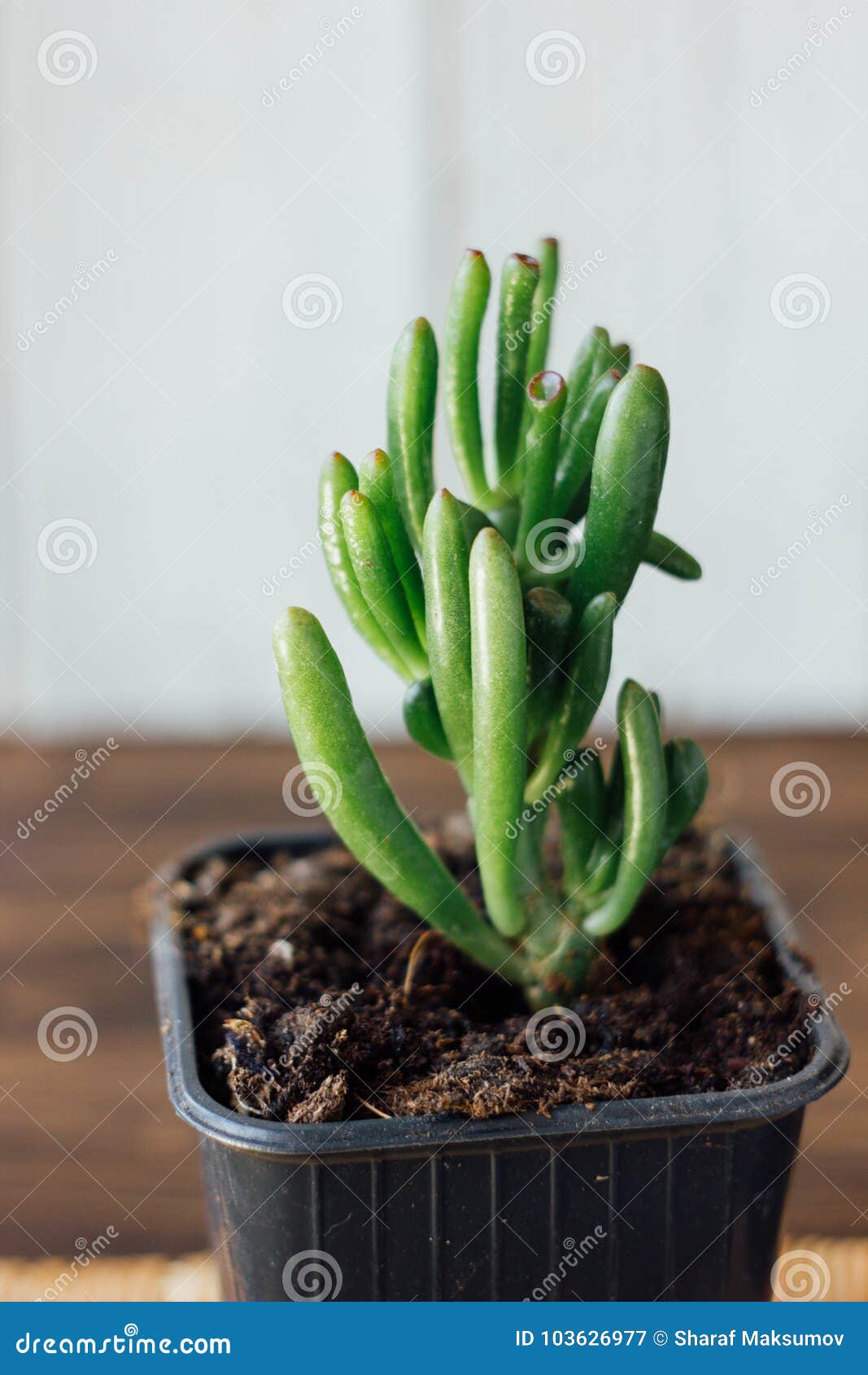 Crassula Hobbit Home Plant in Black Pot Stock Image - Image of hobbit ...
