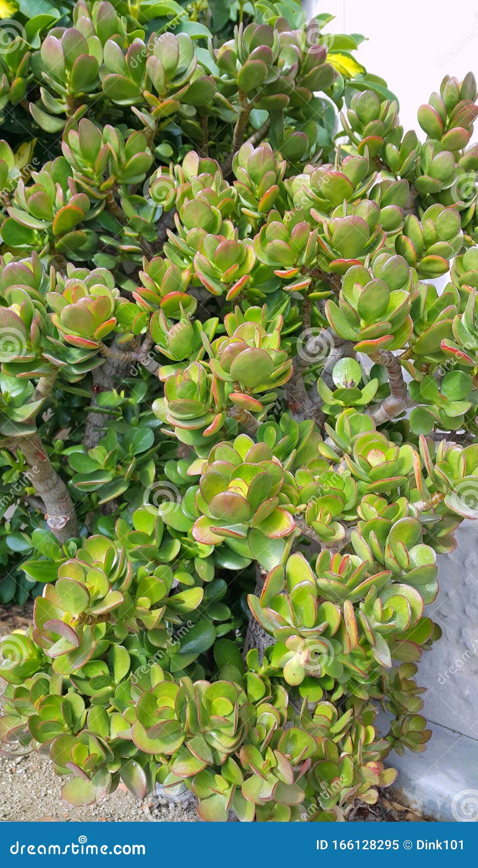 Crassula or Money Tree Succulent Plant Stock Image - Image of foliage ...