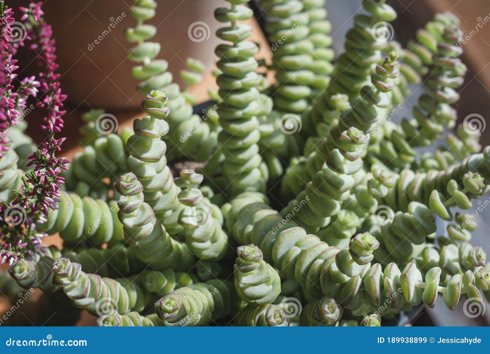 CRASSULA PERFORATA SUCCULENT CACTUS BACKGROUND. Stock Photo ...