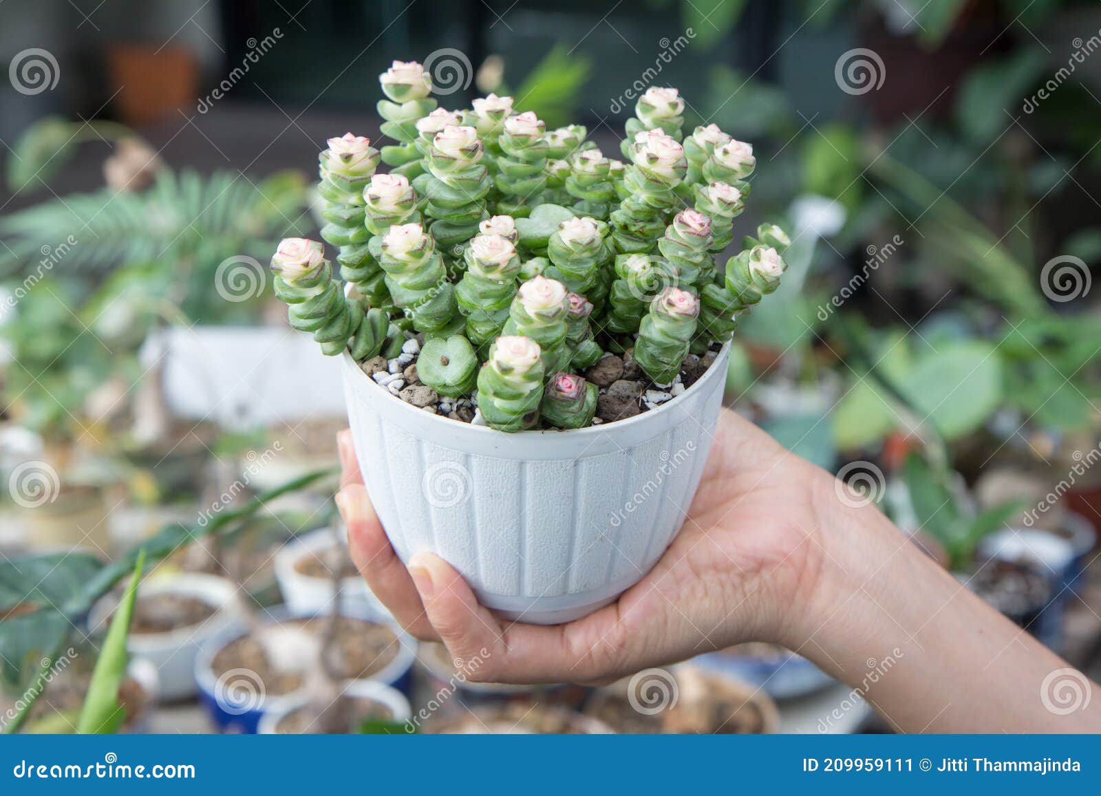 Crassula Perforata `String of Buttons` , Succulent Plants in White Pots ...
