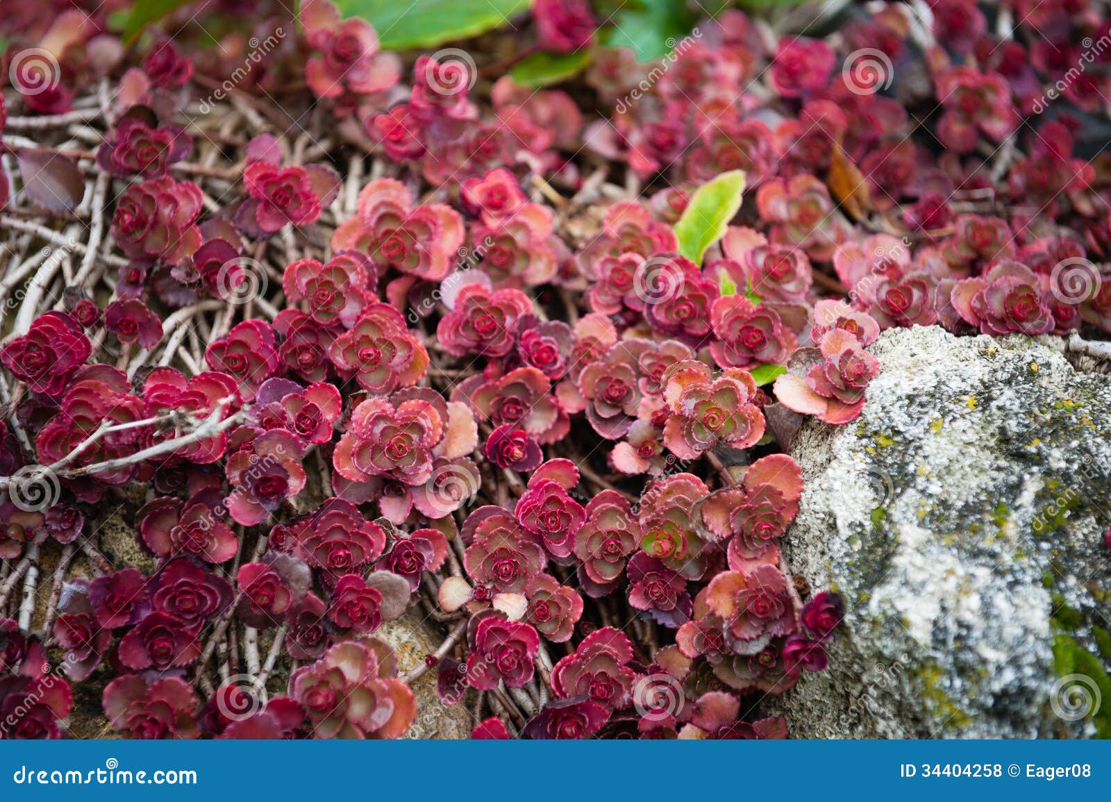 Crassula rouge photo stock. Image du flore, beauté, automne - 34404258