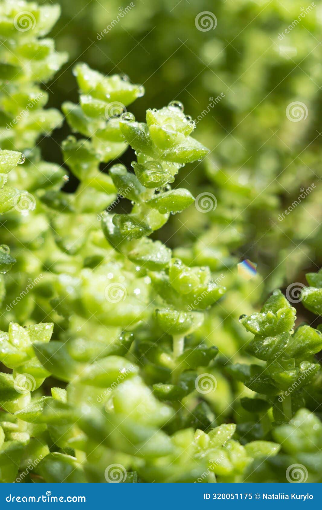 Crassula Rupestris, Type of Succulent Plant from the Genus Crassula ...