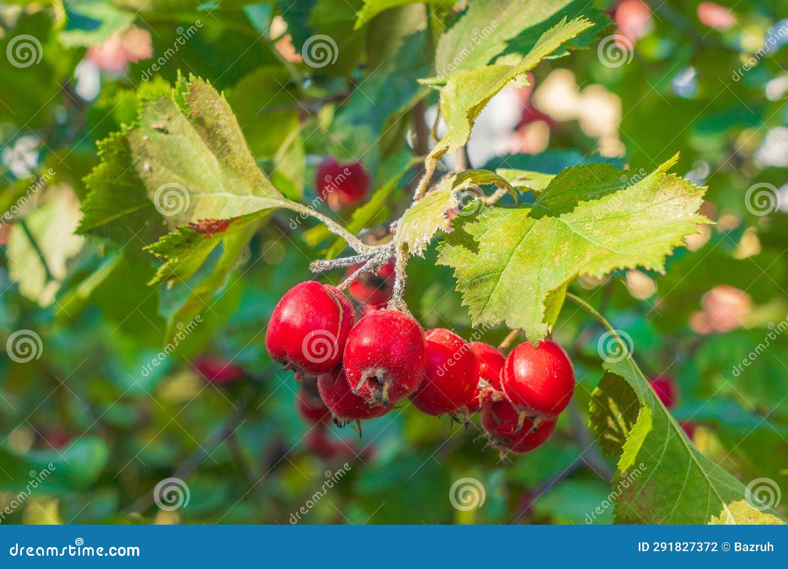 Crataegus Aestivalis Berry on Branch in Garden Stock Photo - Image of ...